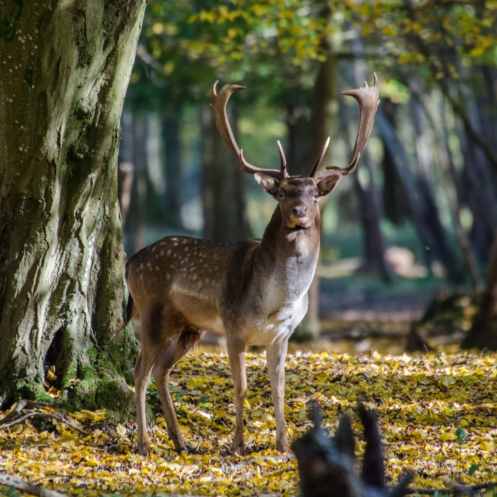 Knepp Castle Estate Rewilding Project Rewilding Britain