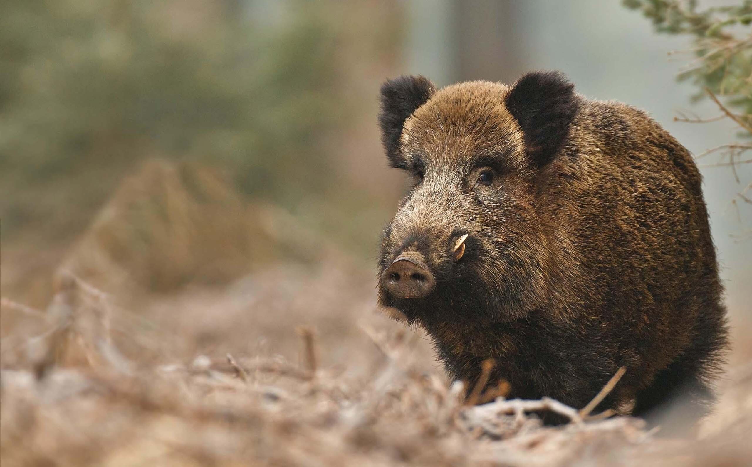 Wild Boar